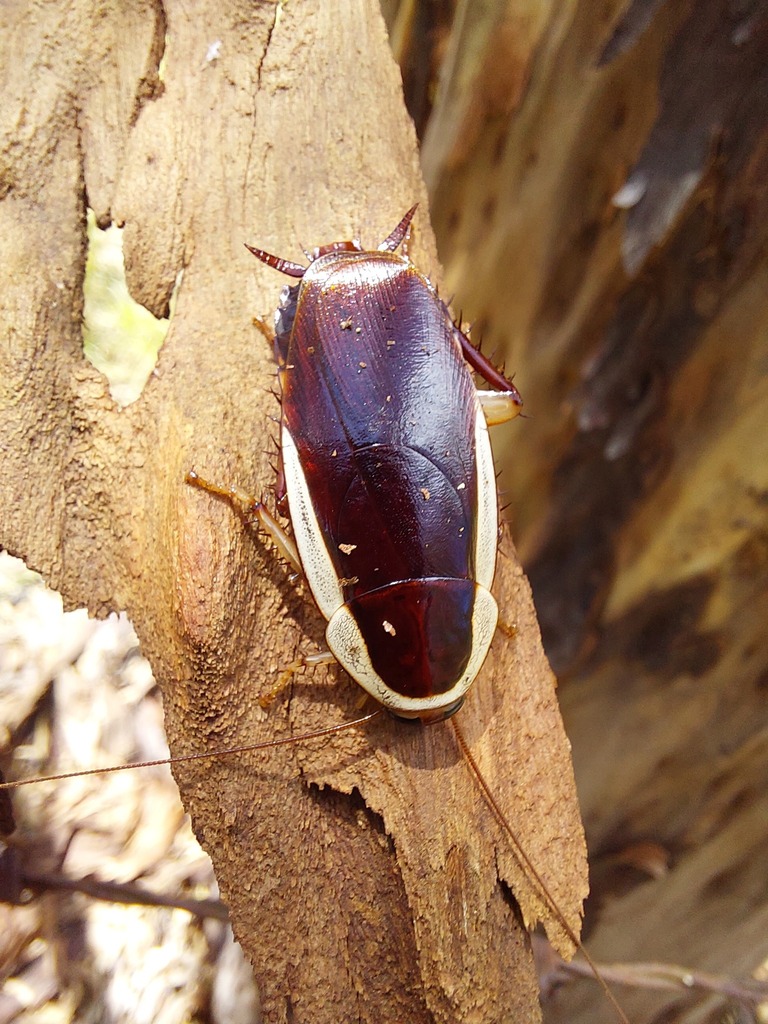 Common Methana from Beaudesert QLD 4285, Australia on February 22, 2025 ...