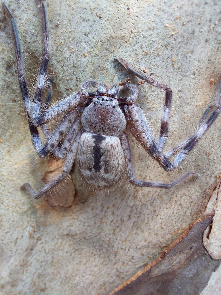 Grey Huntsman Spider from Beaudesert QLD 4285, Australia on February 22 ...