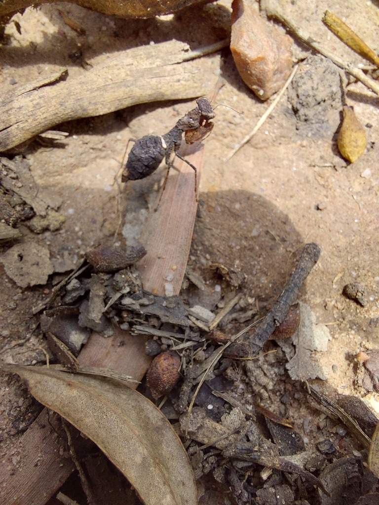 Boxer Bark Mantises from Beaudesert QLD 4285, Australia on February 22 ...