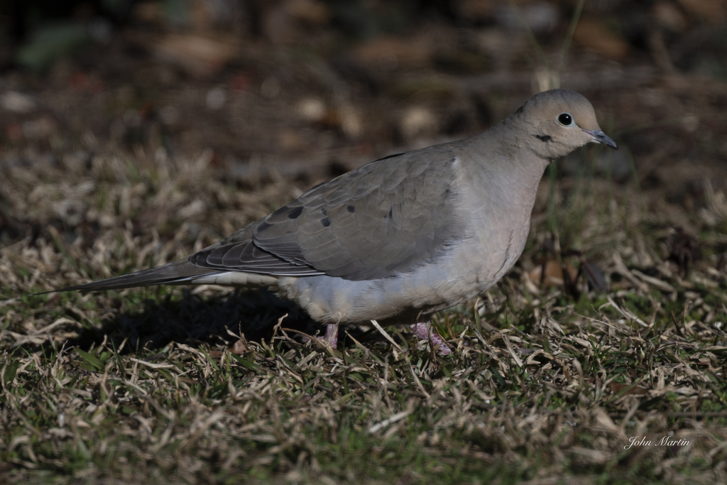 Mourning Dove from Rutledge Acres, Gaffney, SC, USA on February 20 ...