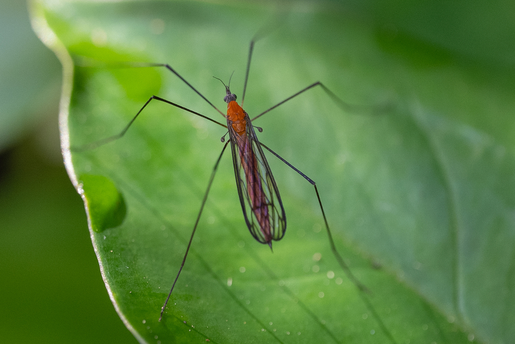 Hexatoma in January 2025 by infinity2024 · iNaturalist