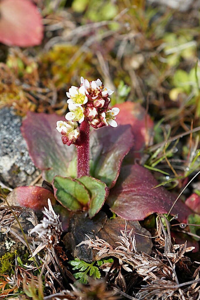 Western Saxifrage from Josephine County, OR, USA on February 20, 2025 ...