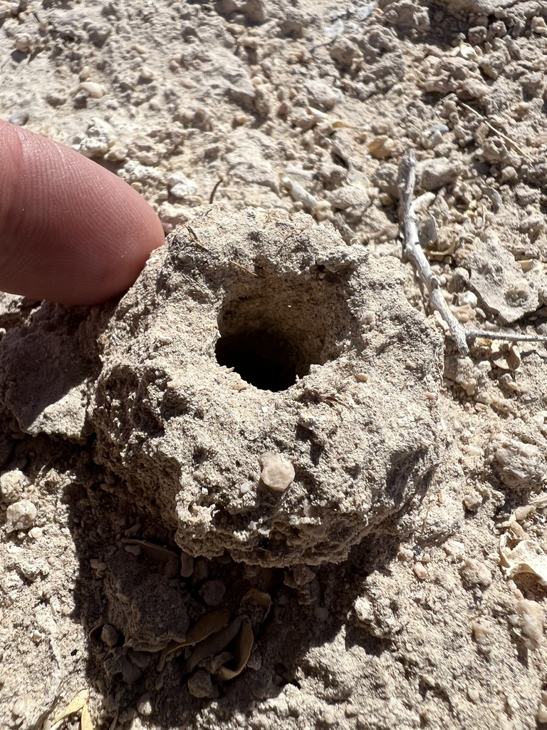 Atomic Tarantula from Ash Meadows National Wildlife Refuge, Amargosa ...