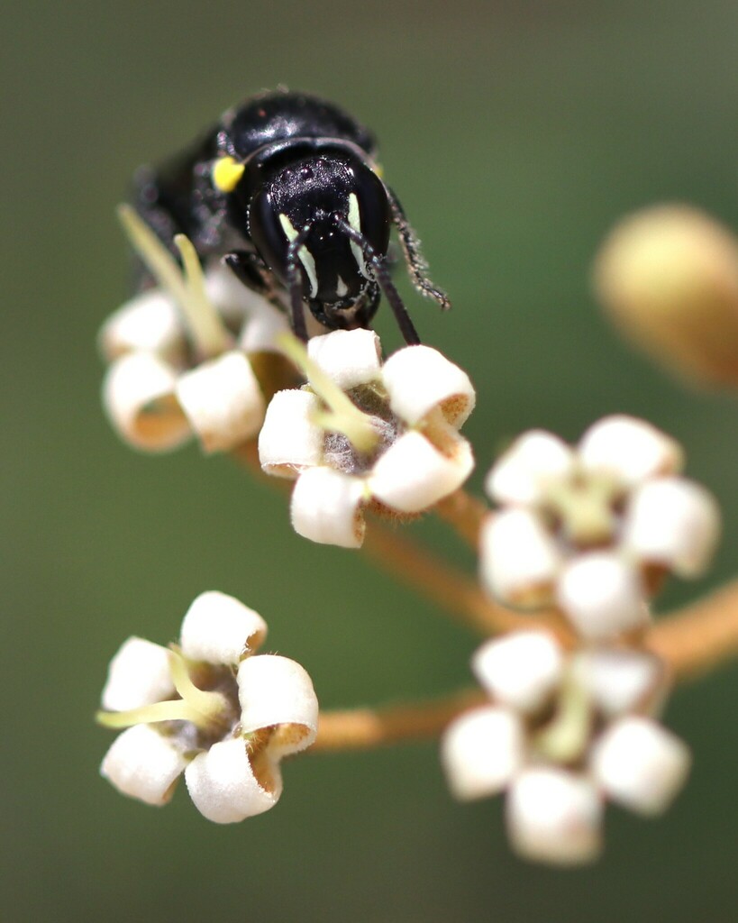 Cloudy Masked Bee from Sydney NSW, Australia on October 11, 2024 at 12: ...