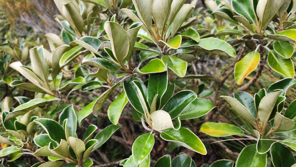 Brachyglottis from 7875, Nueva Zelanda on February 20, 2025 at 03:07 PM ...