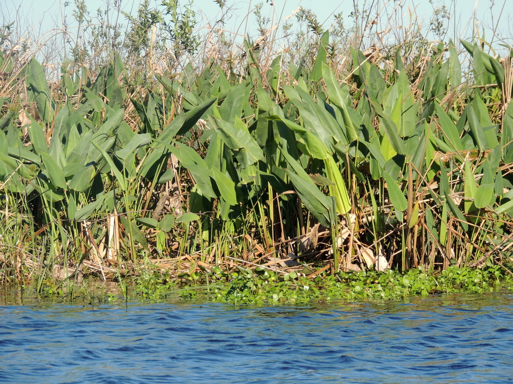 alligator flag (Thalia geniculata) - Botanical Realm