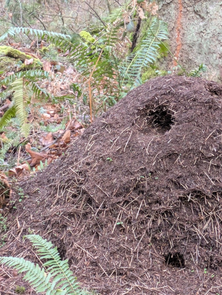 Western Thatching Ant from King County, WA, USA on February 21, 2025 at ...