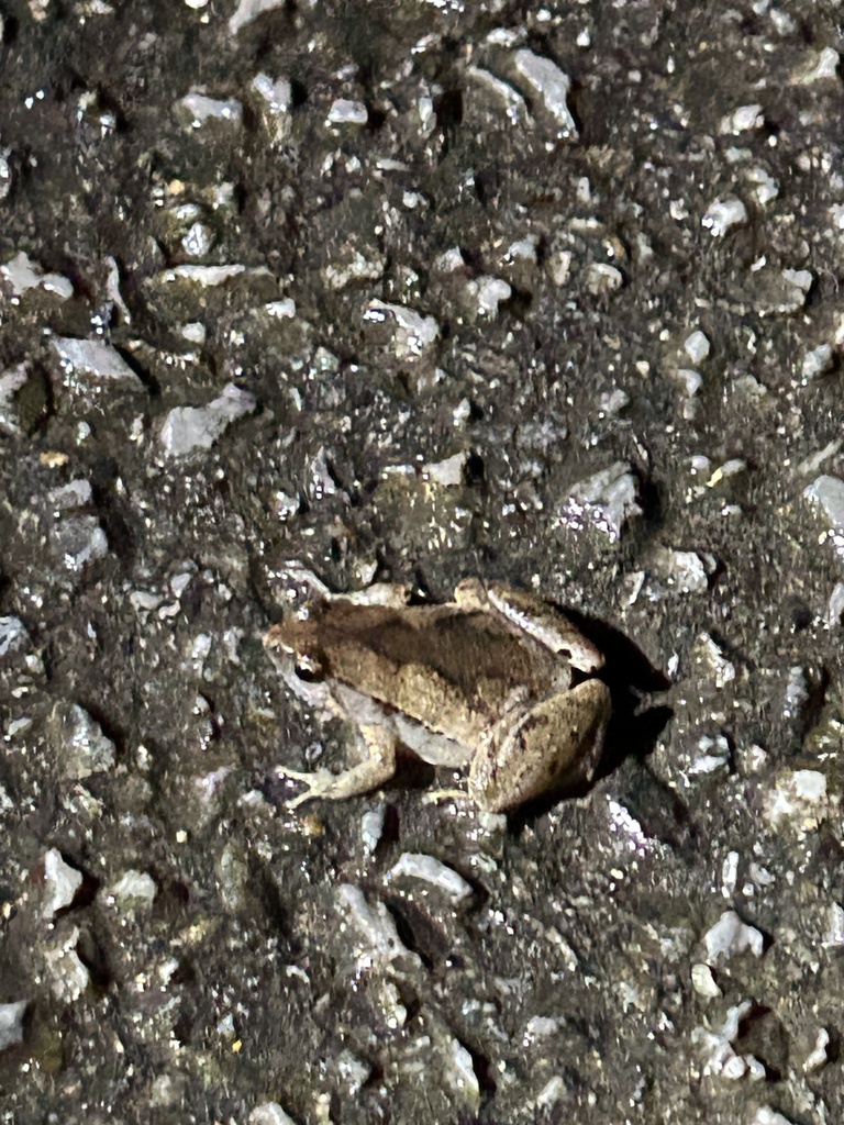 Okinawa Rice Frog in February 2025 by Leewonjae · iNaturalist