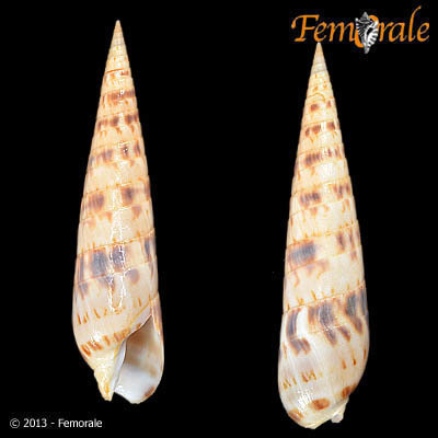 Terebra chlorata · iNaturalist