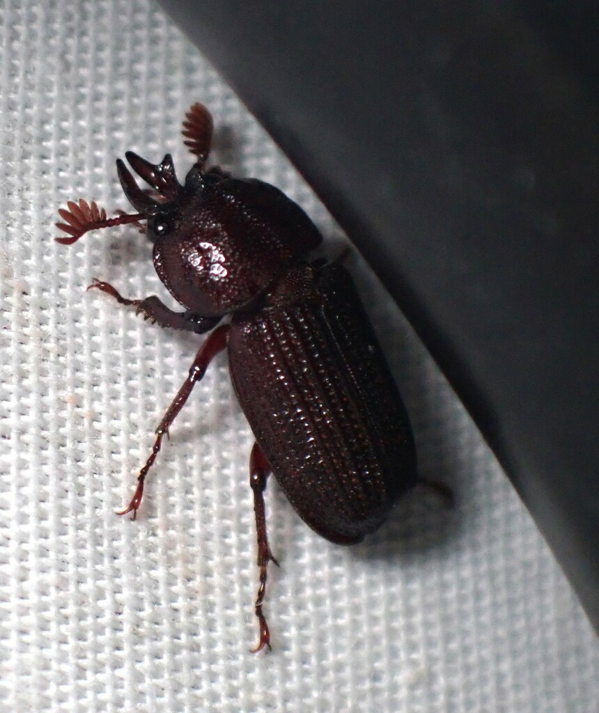 Syndesus cornutus from 4 Ronald Ct, Somerville VIC 3912, Australia on ...