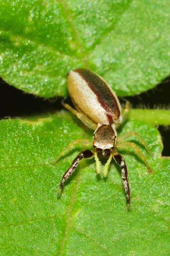 Genus Anicius · iNaturalist