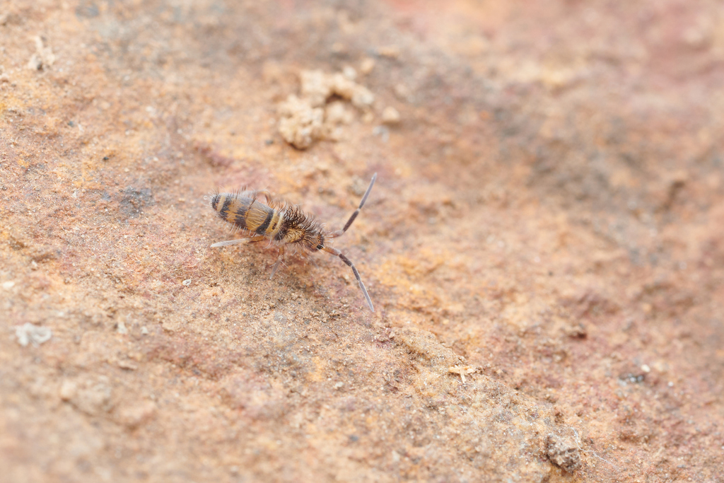 Homidia sinensis from 中国浙江省杭州市西湖区 on February 26, 2023 at 11:57 AM by ...