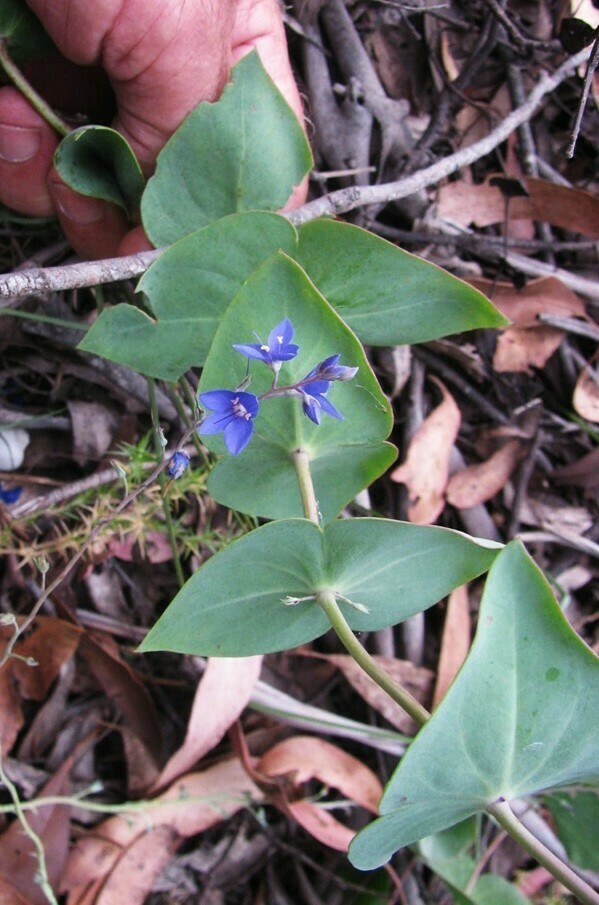 Digger's Speedwell from Marrangaroo National Park, Bowenfels NSW 2790 ...