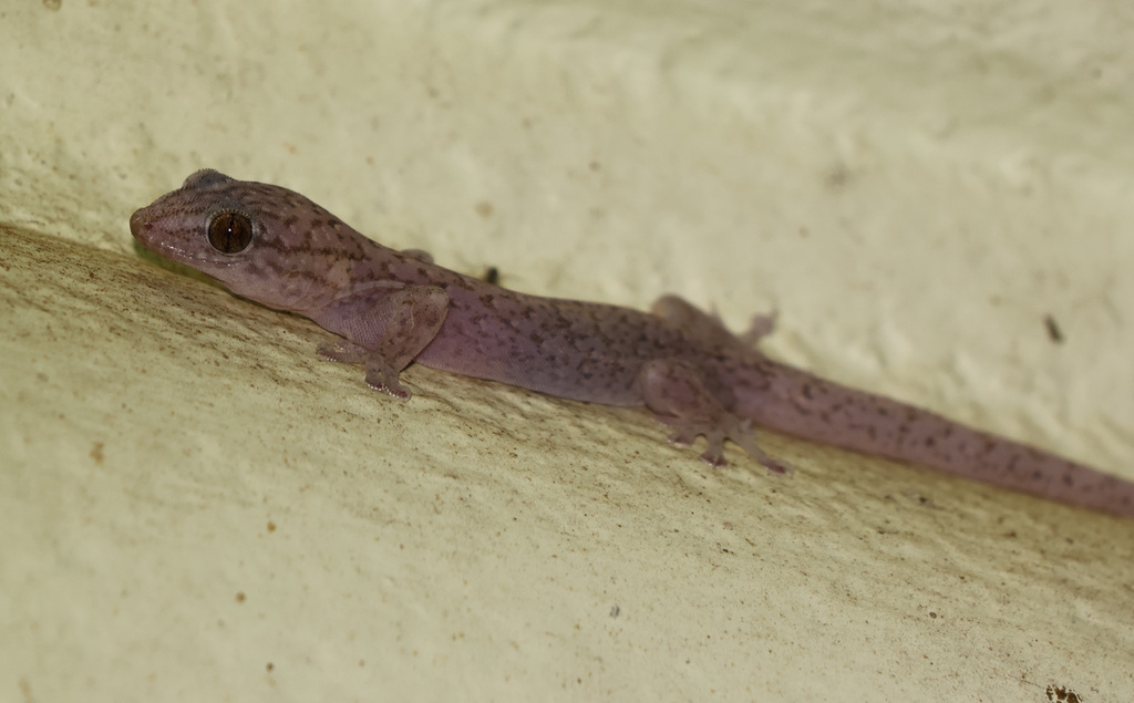 Eastern tree dtella from Tullamore State Forest, Tullamore, NSW, AU on ...