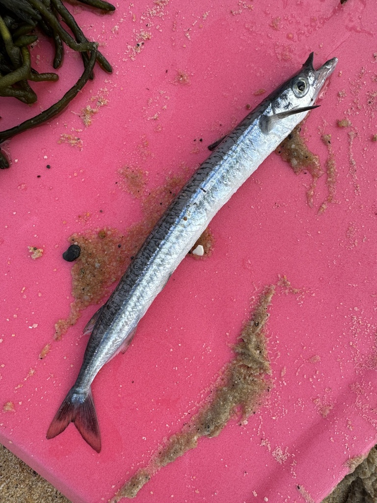 Southern Garfish from Mount Martha Beach, Mount Martha, VIC, AU on ...