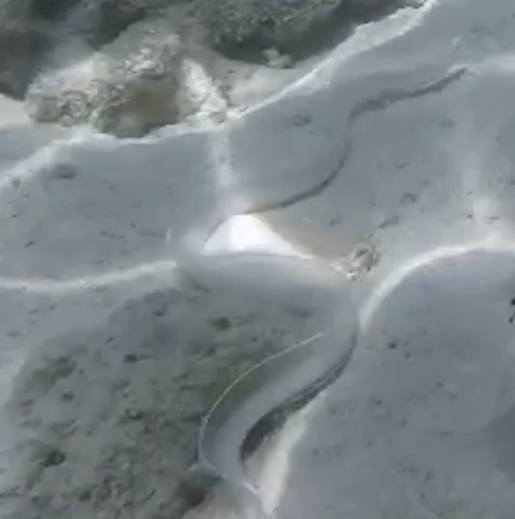 White Ribbon Eel from Capricornia Cays National Park, Eurimbula, QLD, AU on February 15, 2023 at ...