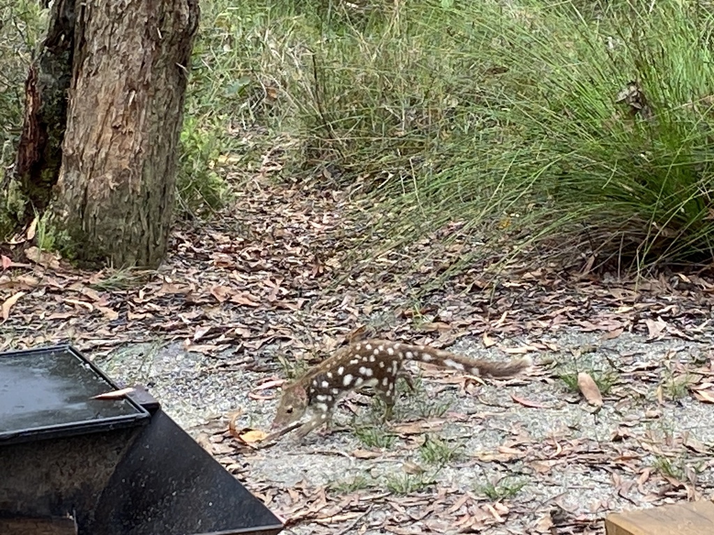 Spotted-tailed Quoll from Gibraltar Range National Park, Gibraltar ...