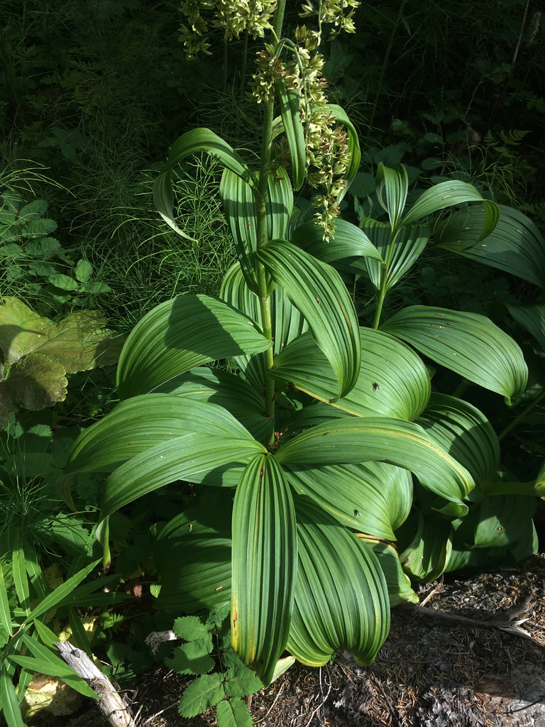 green false hellebore (101 Native Plants of the Nature Access Trail ...