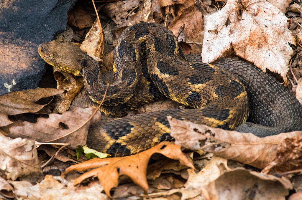 Timber Rattlesnake in June 2022 by hdmiller · iNaturalist