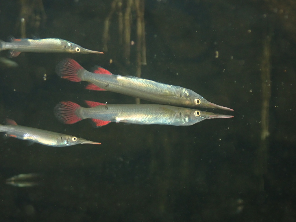 (Dermogenys palawanensis) - Marine Life Identification