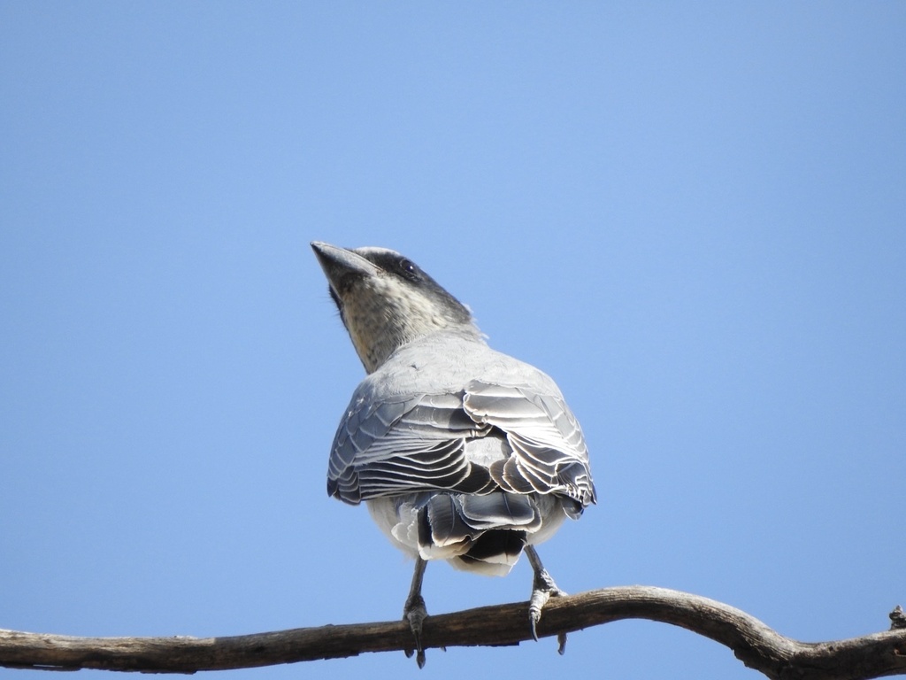 Black-faced Cuckooshrike from Boyds La, Barwang, NSW, AU on February 19 ...