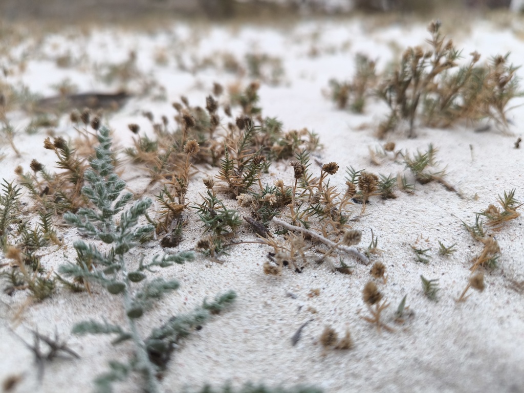 rabbit foot aeluropus from Omaq Beach, Nuged, Socotra on February 5 ...