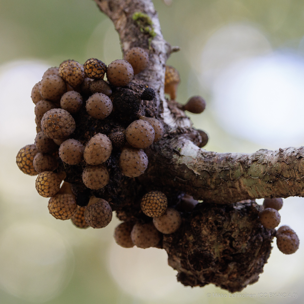 Cyttaria from Queenstown-Lakes District, Otago, Uusi-Seelanti on ...