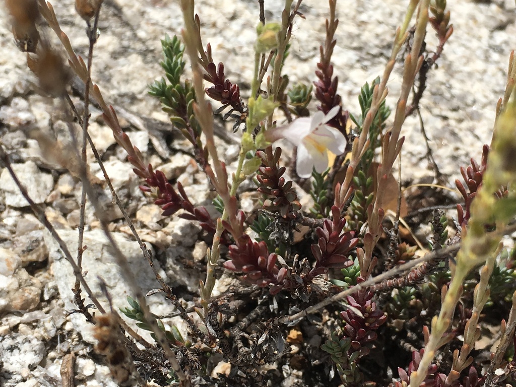 Catalina Beardtongue from Pima, Arizona, United States on August 1 ...
