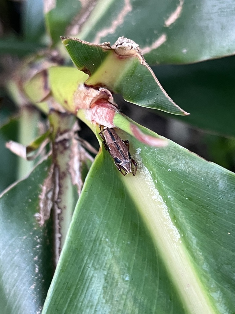 Sphenocorynes ocellatus in February 2025 by Nakatada Wachi · iNaturalist
