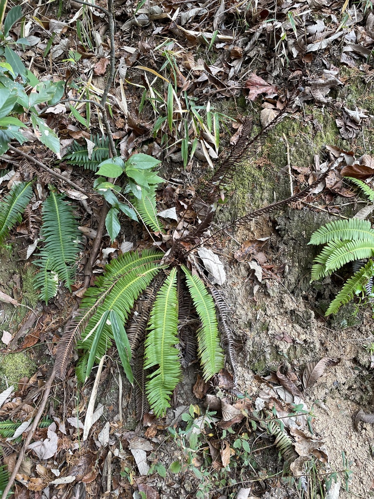 Japanese deer fern in February 2025 by Nizanda · iNaturalist