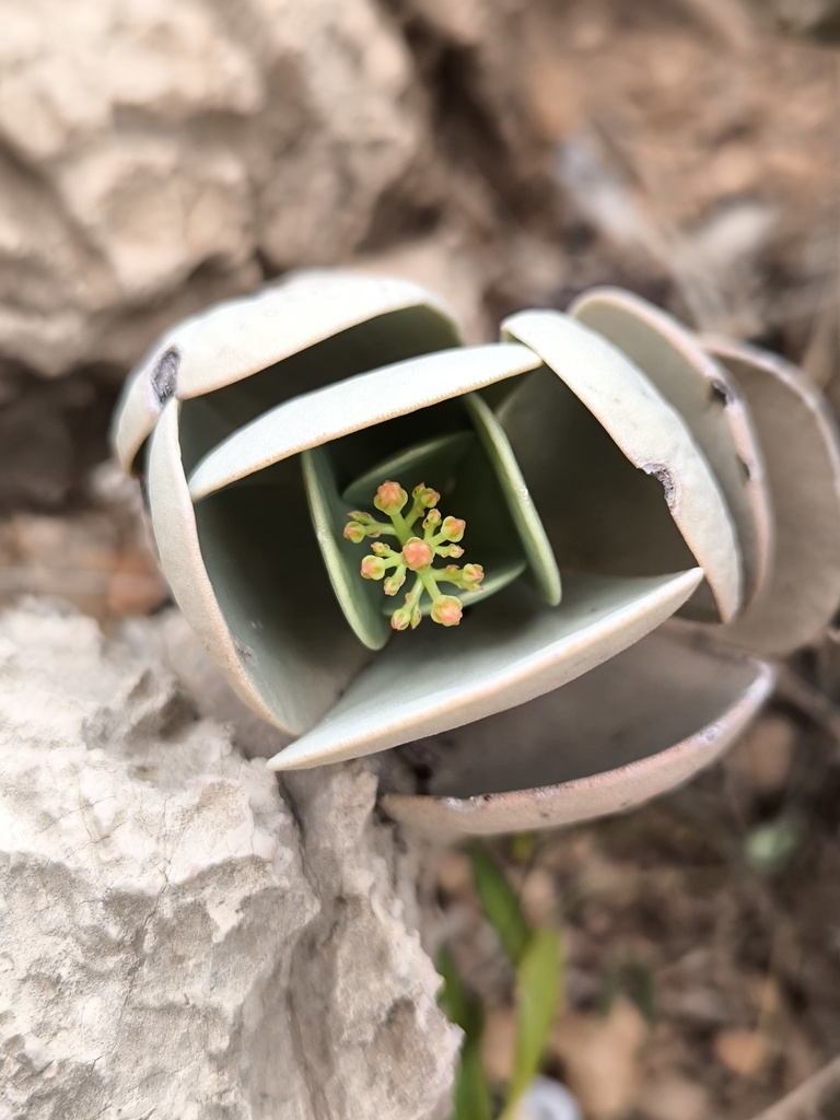 Kalanchoe farinacea from Detwah, Qalansiyah, Socotra on February 5 ...