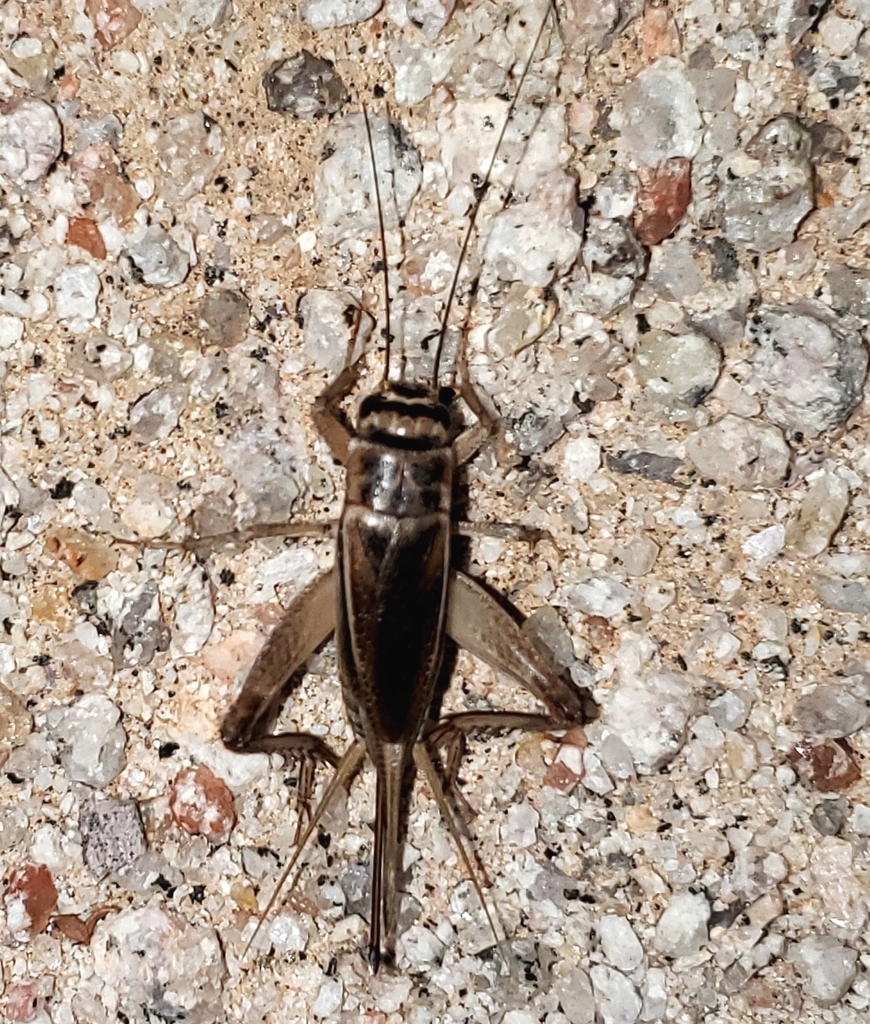 House Cricket from Yuma County, AZ, USA on October 30, 2021 at 09:54 PM ...