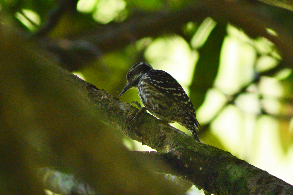 Philippine Pygmy Woodpecker from Happy Hollow, Baguio, Benguet ...
