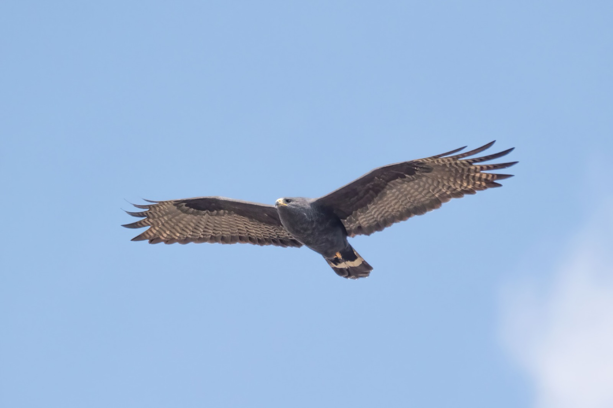Biodiversidad de Guatemala - Perfil de ocurrencia
