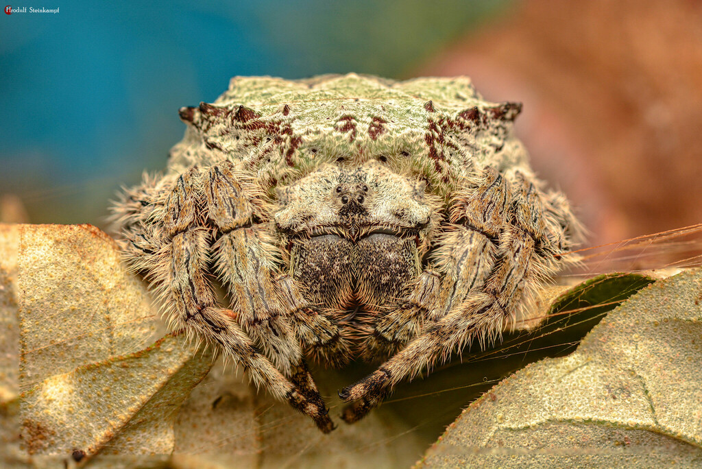Caerostris vicina from Ndumo Game Reserve, Maputaland, South Africa on ...