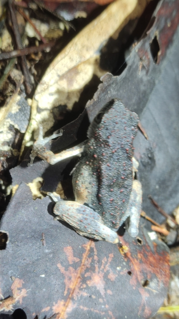 Painted Forest Toadlet in February 2025 by Wildlife Tours Peru ...