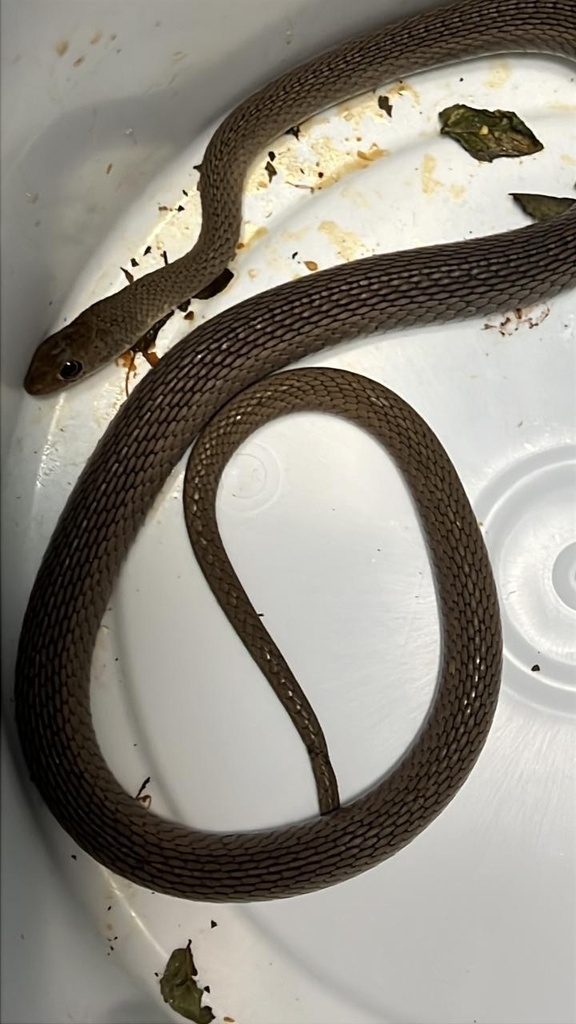 Short-snouted Whip Snake from Mispel Lane, Rustenburg, North West, ZA ...
