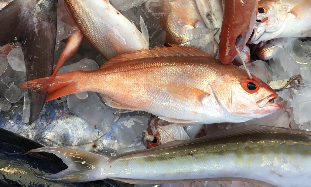 Vermilion Snapper (A Guide To North Carolina's Marine Life.) · iNaturalist