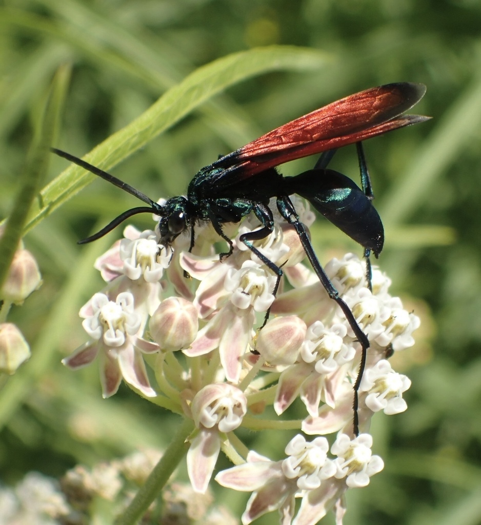 Thisbe's Tarantula-hawk Wasp (Wildlife and Wildflowers of Texas ...