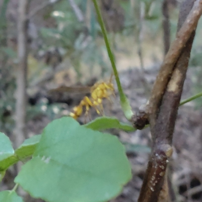Lesser Paper Wasps from 日本、〒630-0243 奈良県生駒市俵口町2088 on September 25 ...
