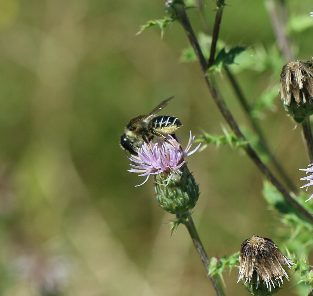Leafcutter, Mortar, and Resin Bees from Prince Edward Island, Canada on ...