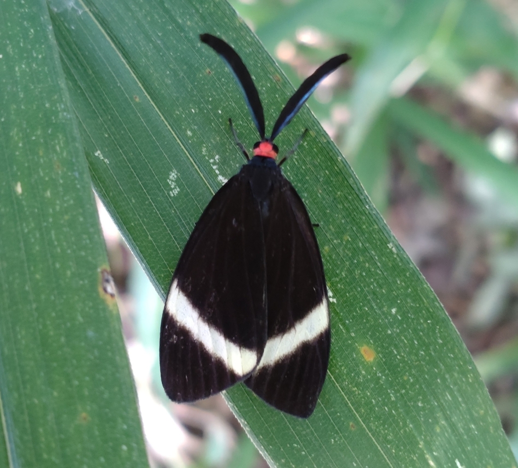 Pidorus atratus from 日本、〒630-0243 奈良県生駒市俵口町2088 on September 25, 2023 ...