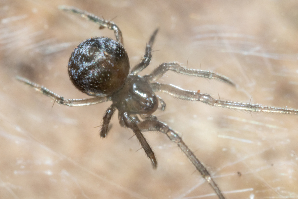 Comb-footed Spiders from North Decatur, GA, USA on February 20, 2025 at ...