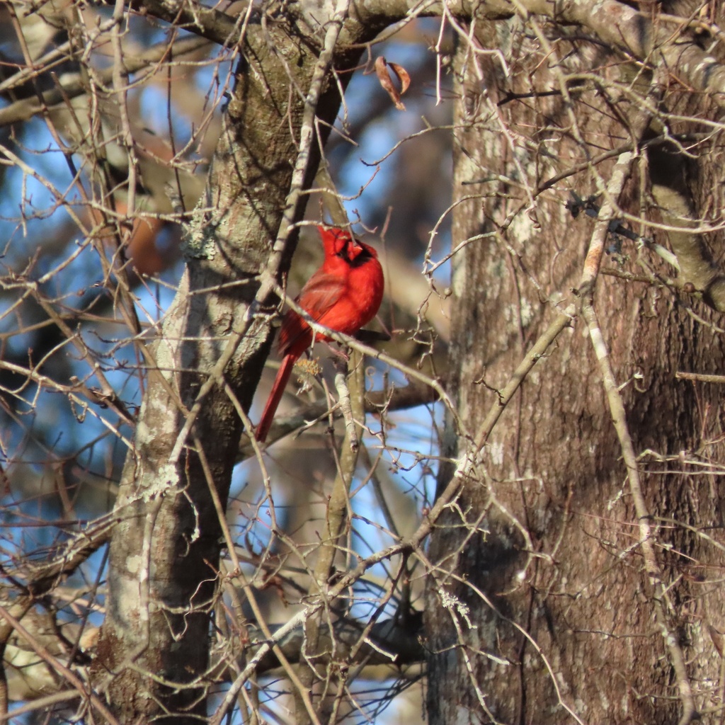 Eastern Cardinal from SR-32 W, Leesburg, GA, US on February 20, 2025 at ...