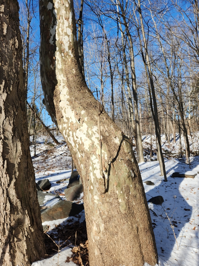 American sycamore from Tannersville, PA 18372, USA on February 22, 2025 ...