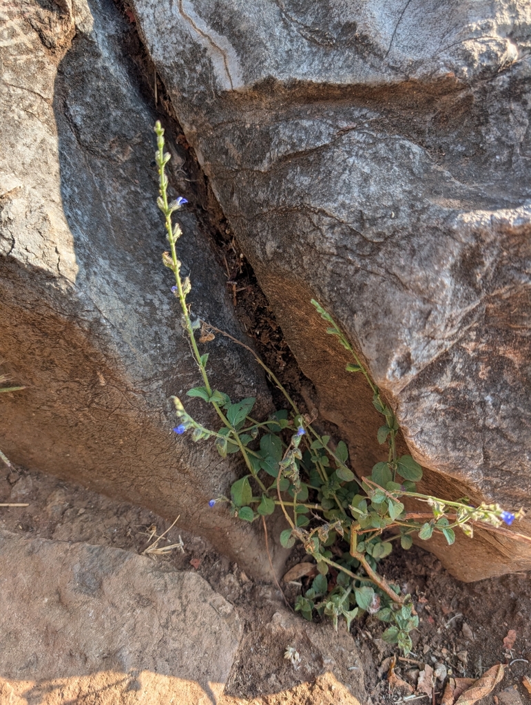 River sage from Manzana 010, La Peña, 51200 Valle de Bravo, Méx ...