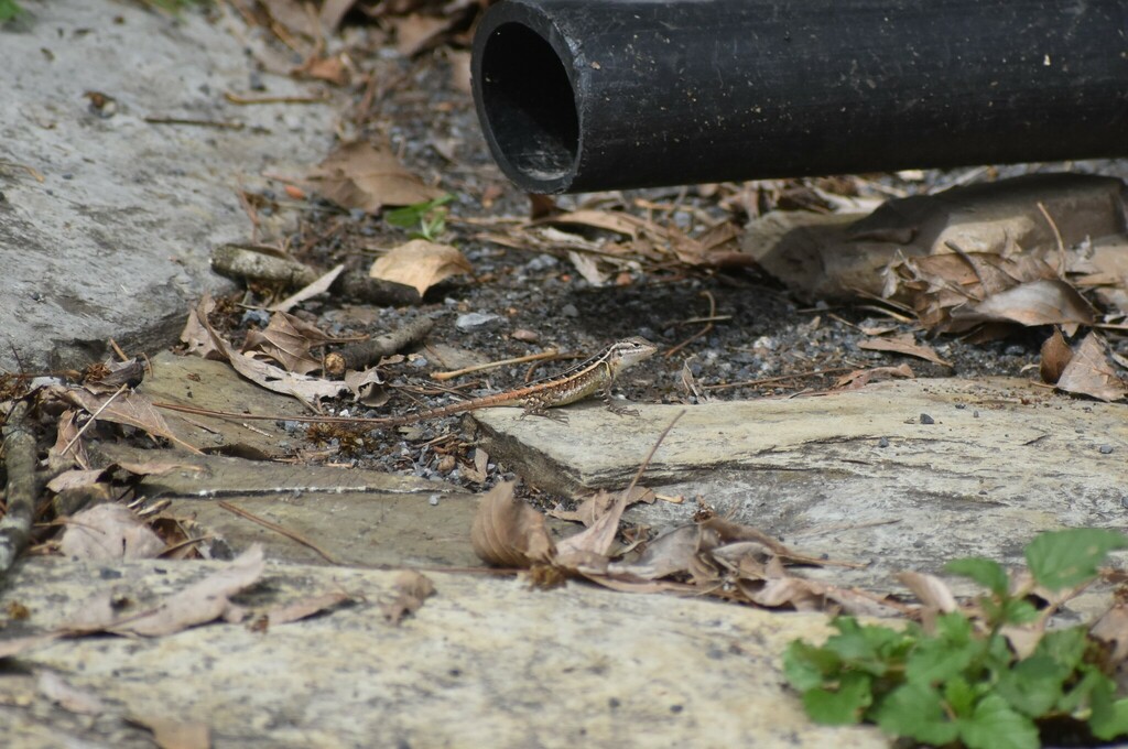 Rose-bellied Lizard from Monterrey, N.L., México on February 15, 2025 ...