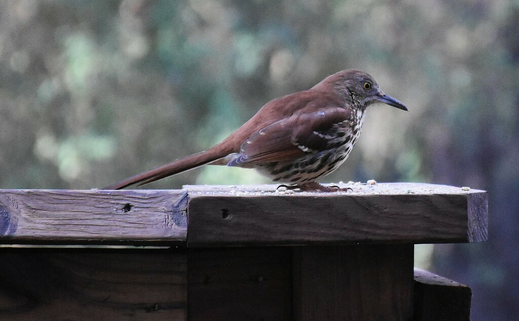 Brown Thrasher from Mountain Park, GA, USA on February 22, 2025 at 08: ...