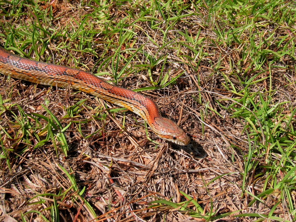 Corn Snake from Greene County, AL, USA on April 23, 2004 at 09:05 PM by ...