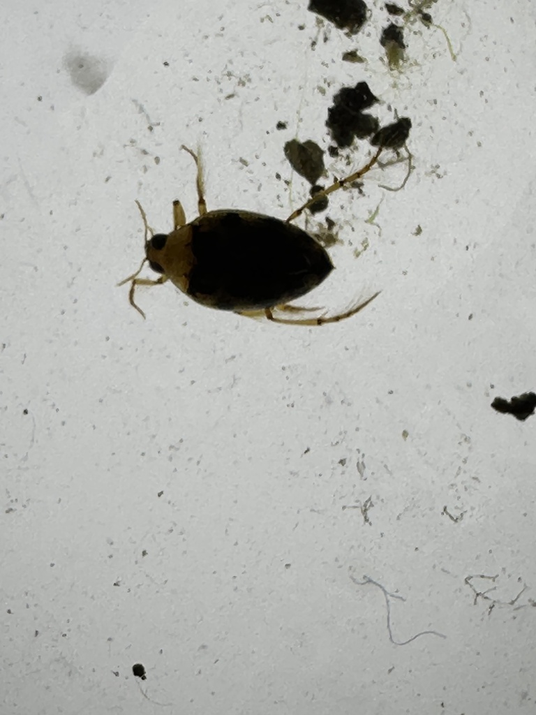 Crawling Water Beetles from Trinity River Audubon Center, Dallas, TX ...